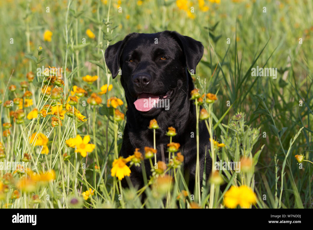 Female black Labrador Retriever amongst prairie wildflowers; Illinois ...