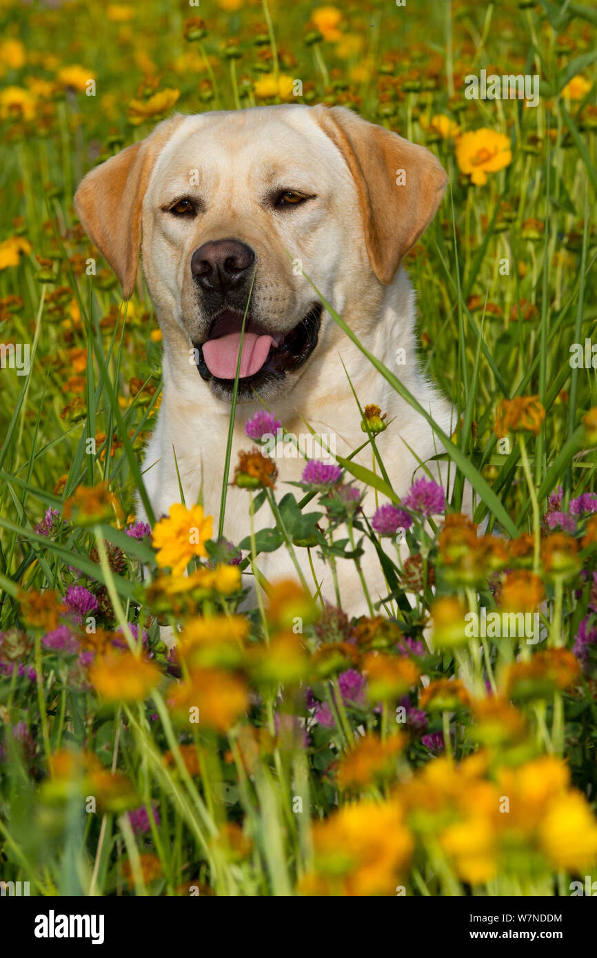 Female golden Labrador Retriever in prairie wildflowers; Illinois, USA ...