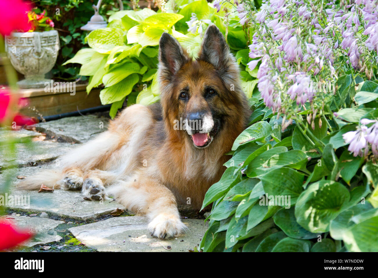 Senior German Shepherd dog (age 13) in yard vegetation; Illinois, USA ...
