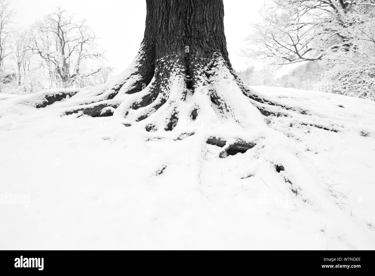 Regents park winter with snow Black and White Stock Photos & Images - Alamy