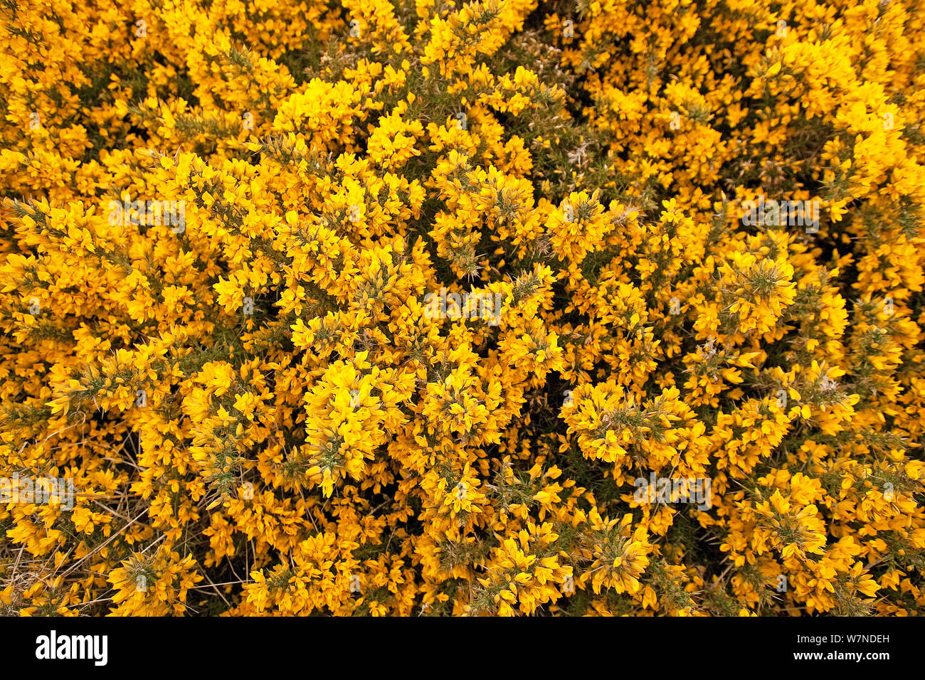 Spring flowers scotland hi-res stock photography and images - Alamy