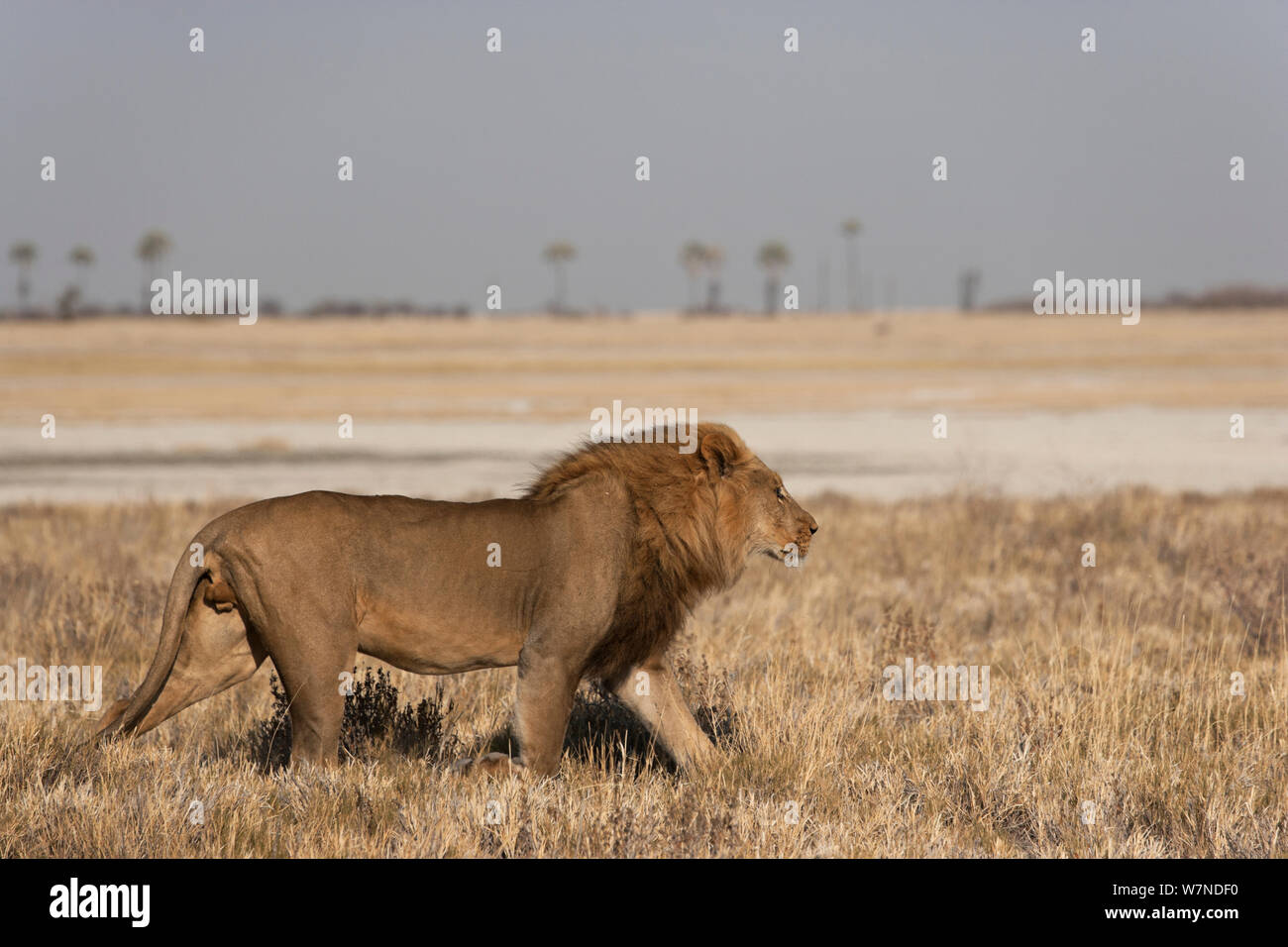 Lion (Panthera leo) walking, Makgadikgadi Pans, Kalahari desert ...