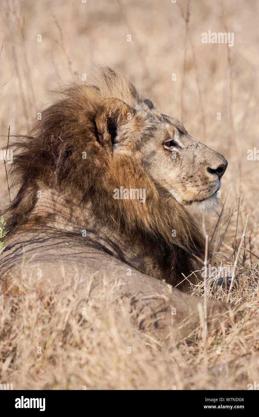 Mane lioness hi-res stock photography and images - Alamy