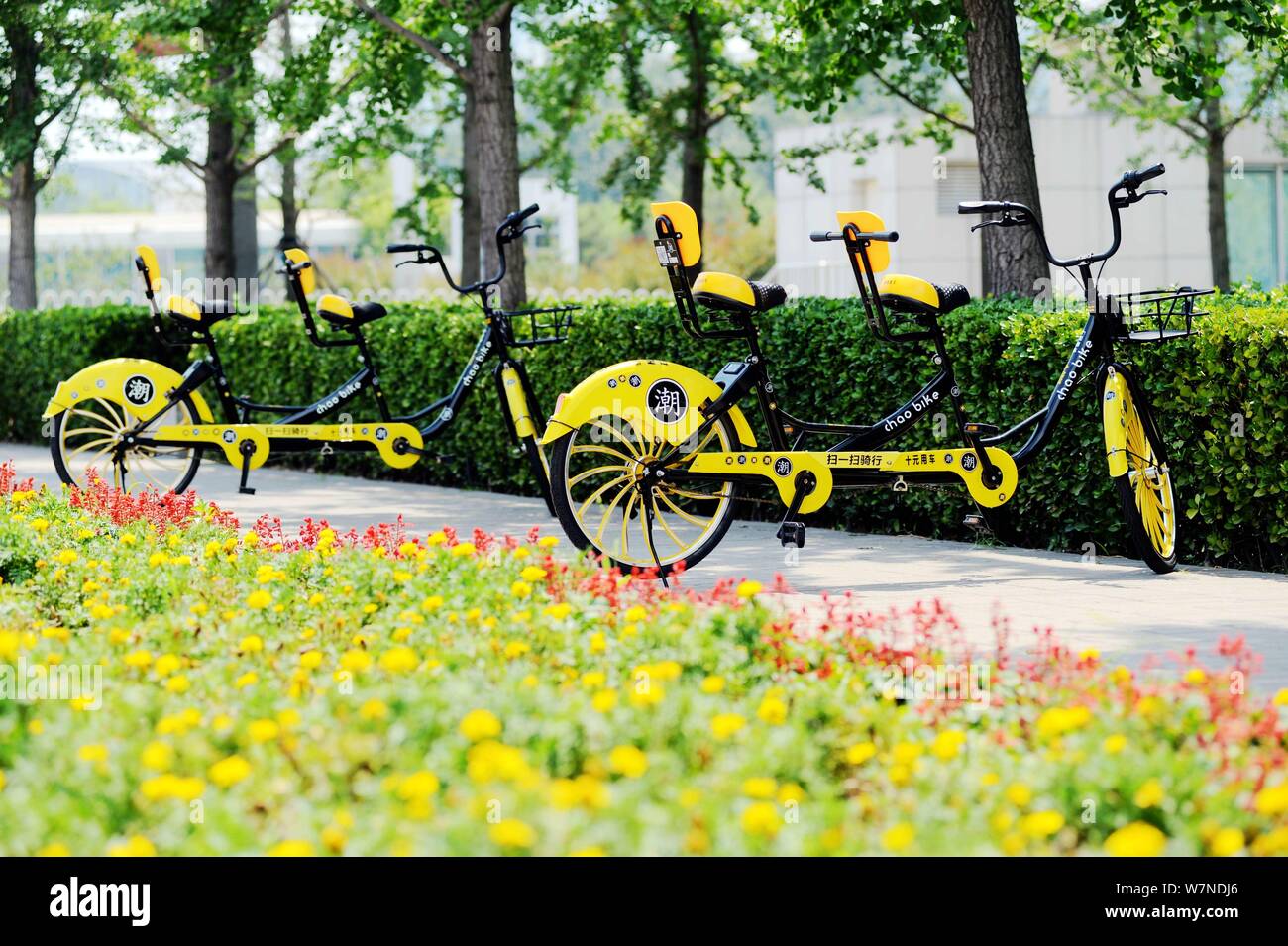 Tandem bicycles of Chinese bike-sharing service chao bike are pictured ...