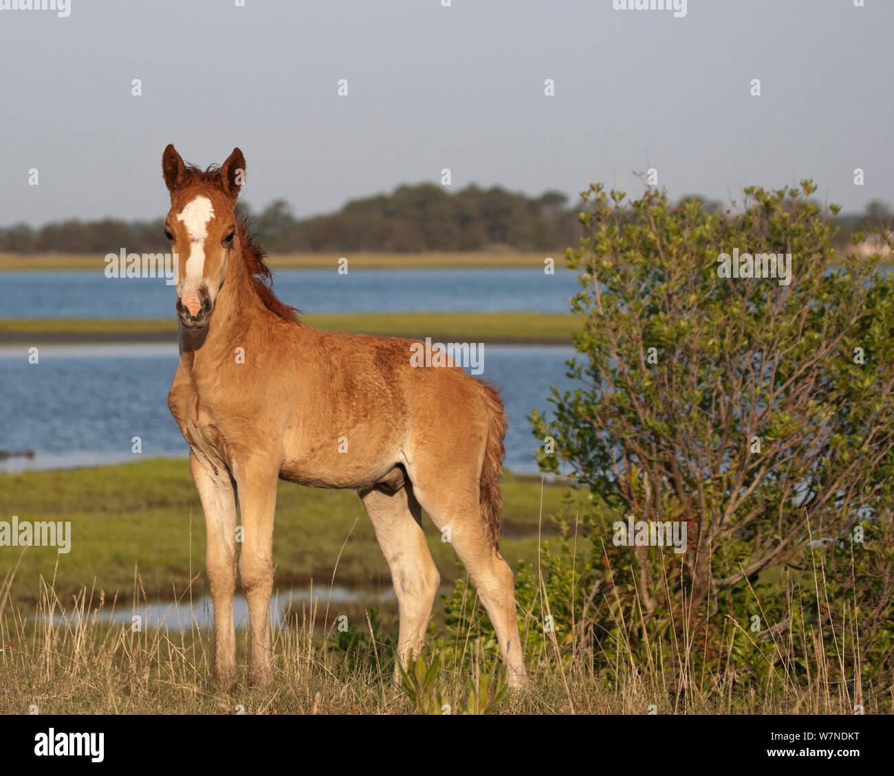Chincoteague national wildlife refuge hi-res stock photography and ...