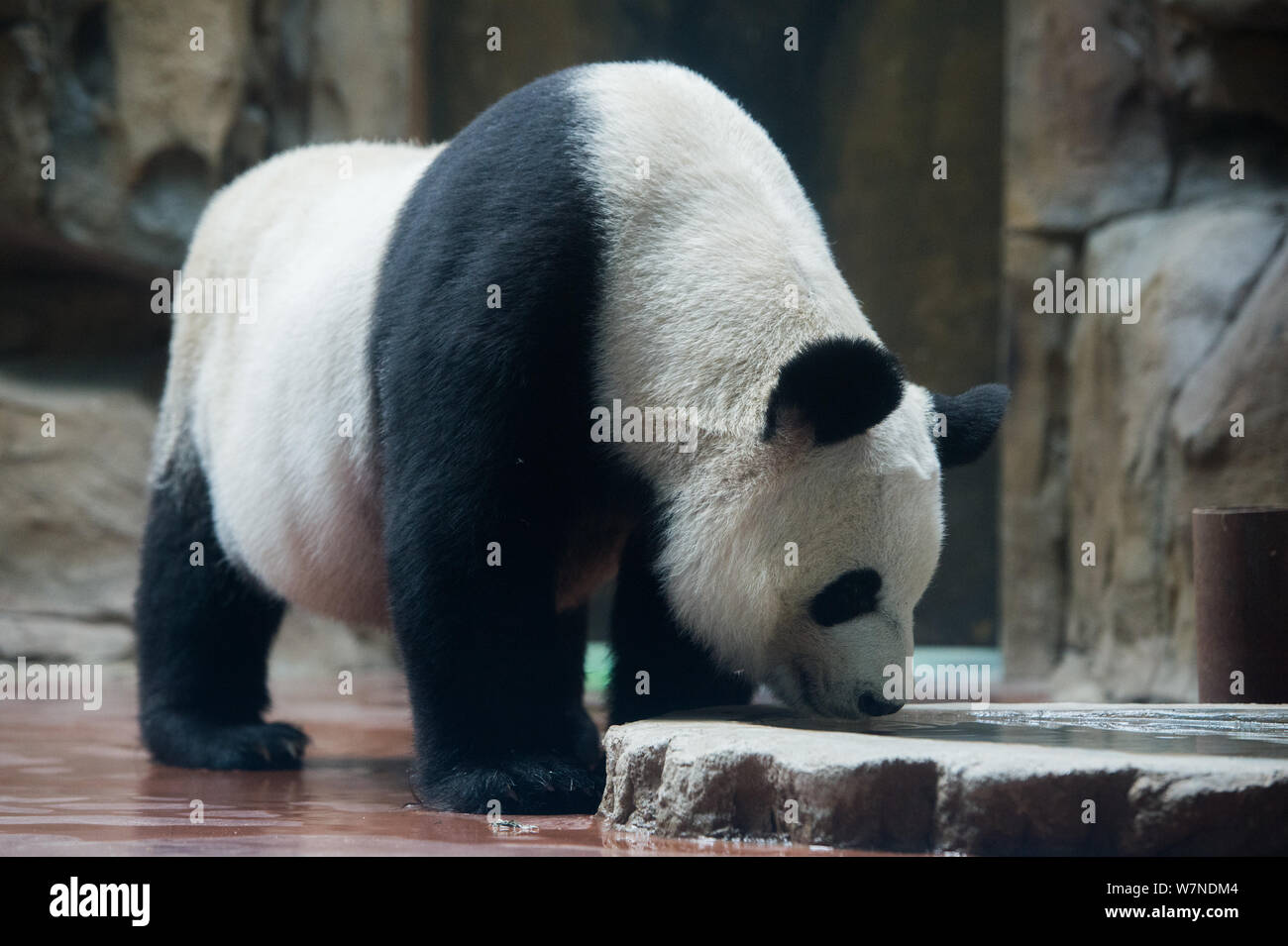 A giant panda drinks water in an air-conditioned room with a huge ice ...