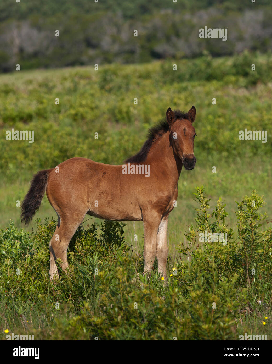 Chincoteague National Wildlife Refuge High Resolution Stock Photography ...