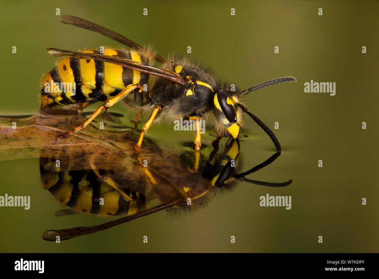 Common Wasp (Vespula vulgaris) drinking at water's surface from ...