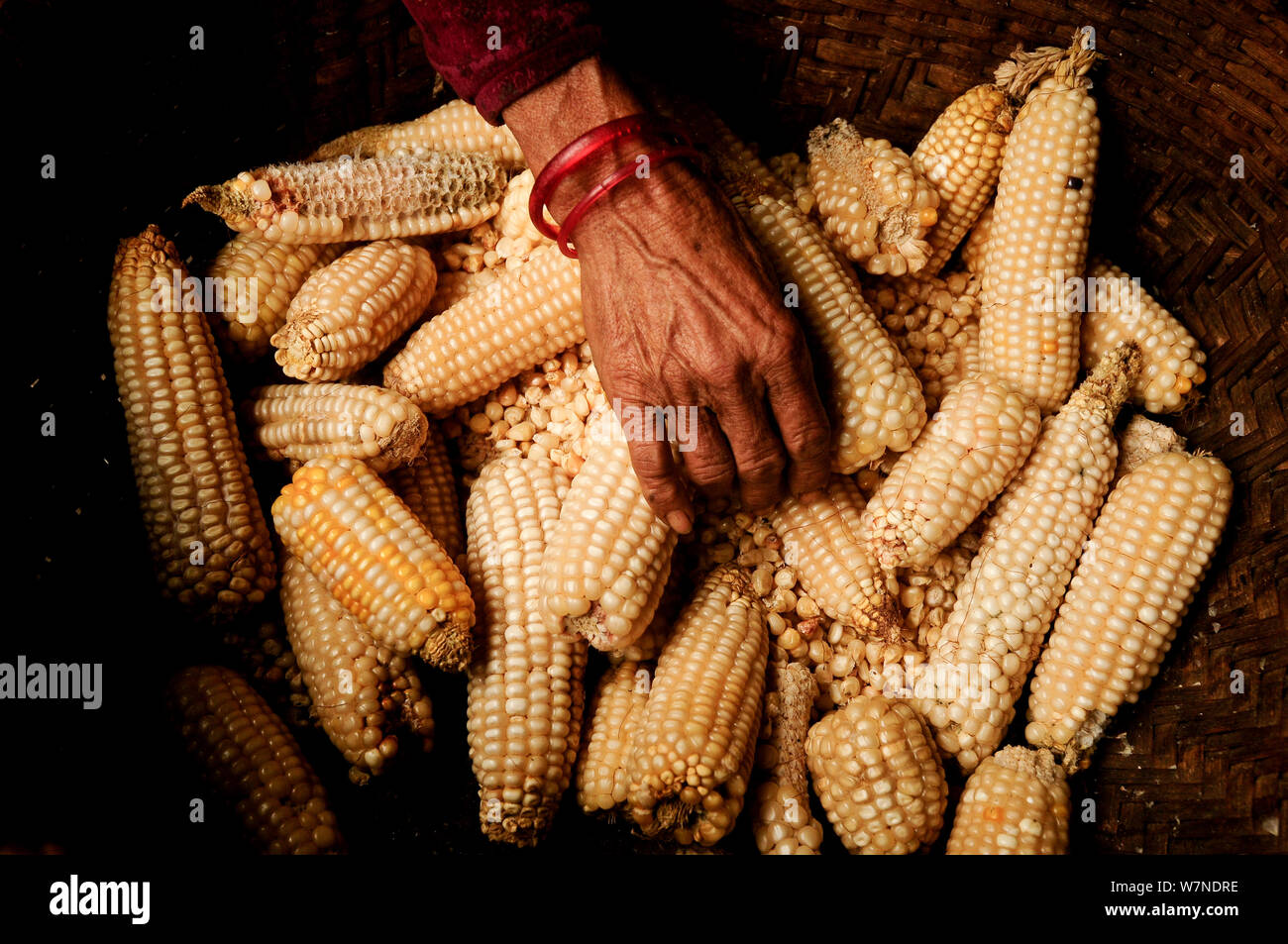 An old woman in a basket sorting maize / corn cobs, Manaslu ...