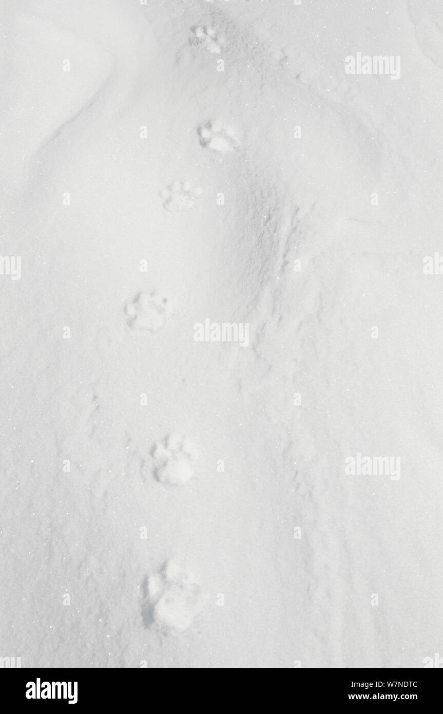Snow leopard (Panthera uncia) footprints in snow, Larkya La glacier (5 ...