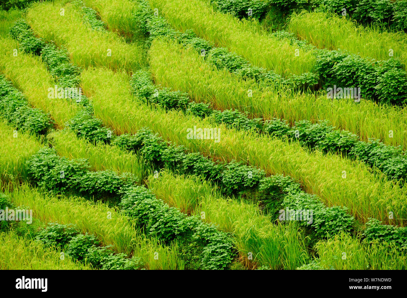 Indian rice farming hi-res stock photography and images - Alamy