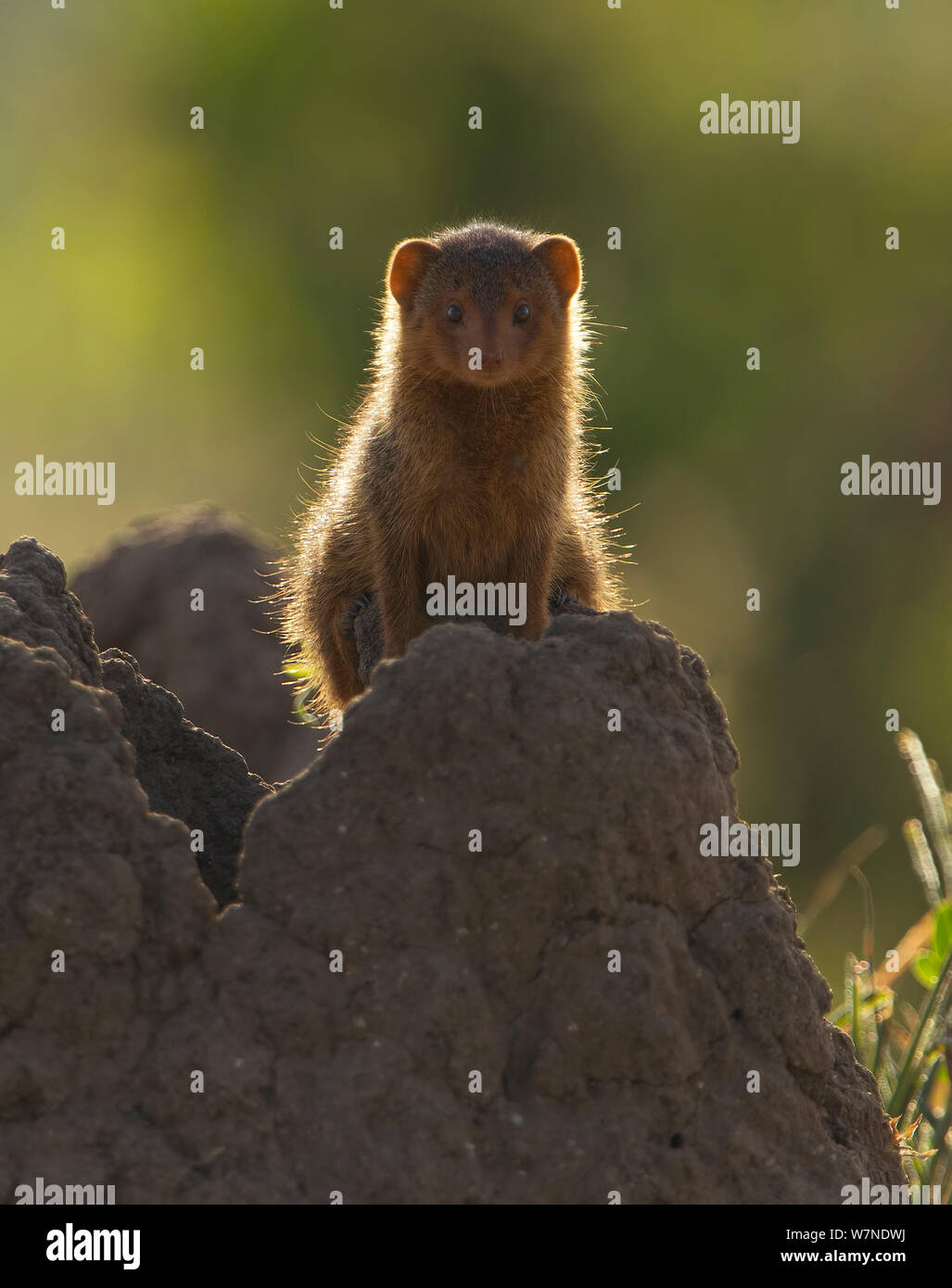 Dwarf Mongooses On A Termite Mound High Resolution Stock Photography ...