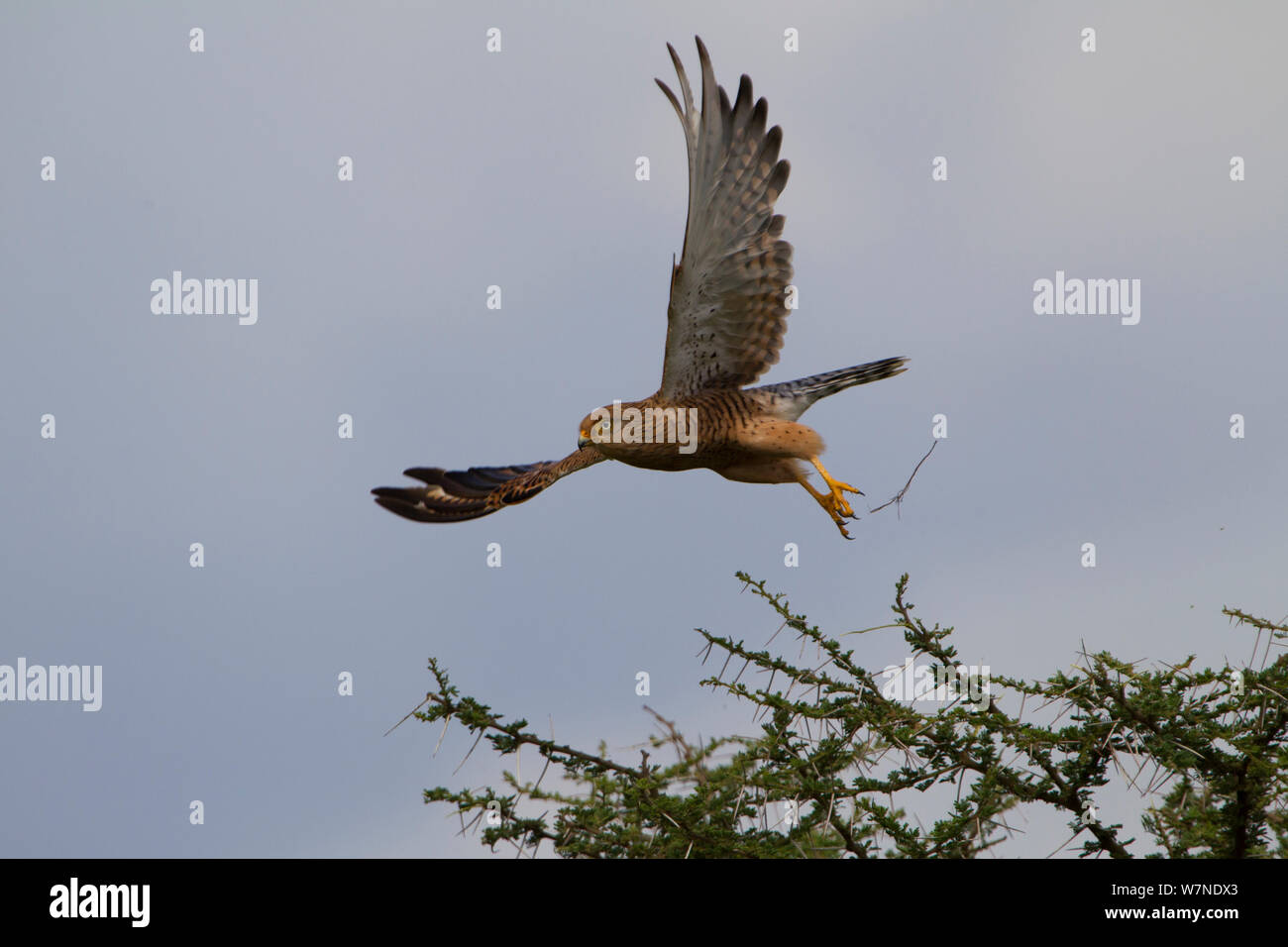 Greater kestrel (Falco rupicoloides) taking off, Serengeti National ...