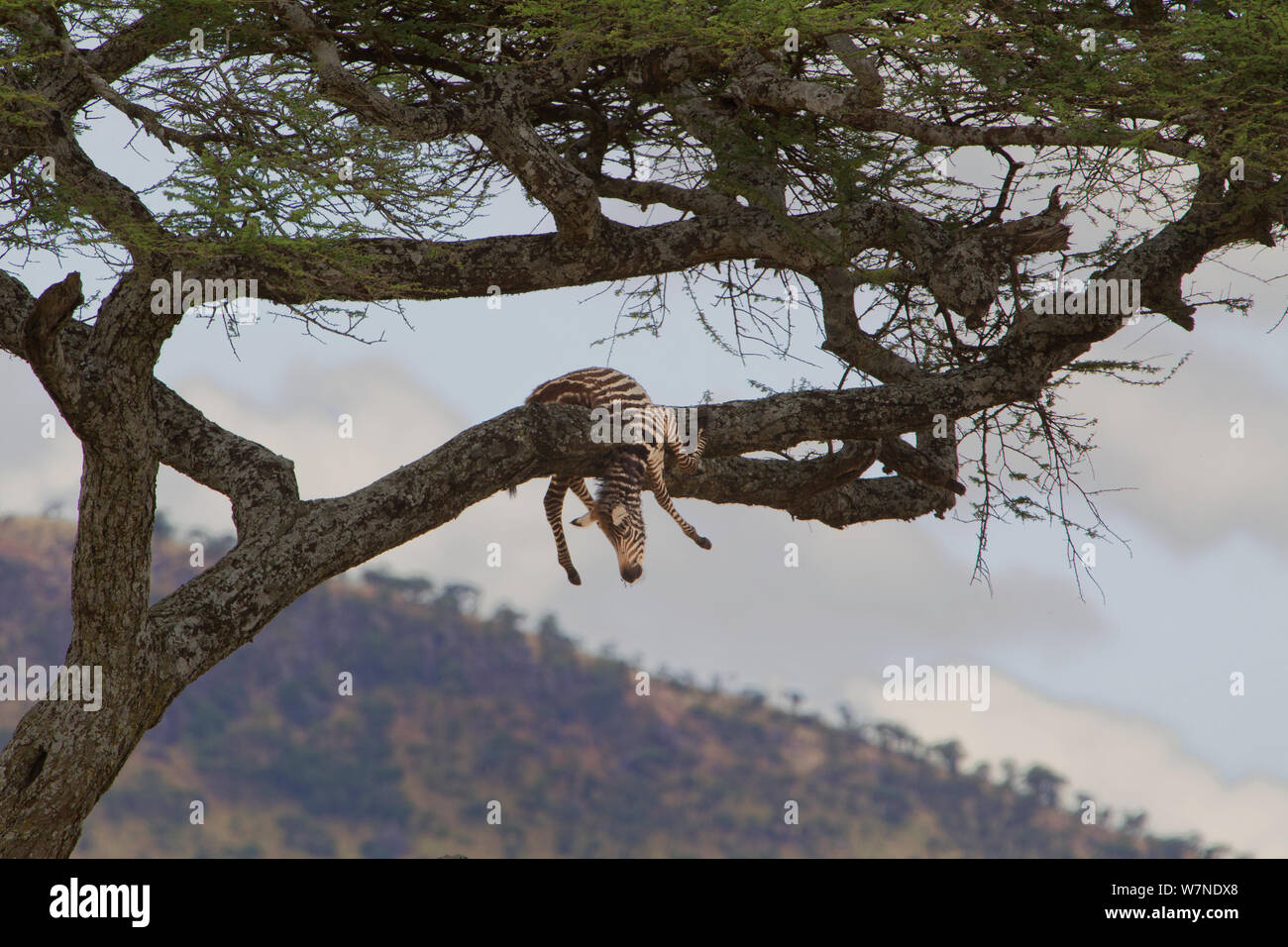 Dead zebra carcass hi-res stock photography and images - Alamy