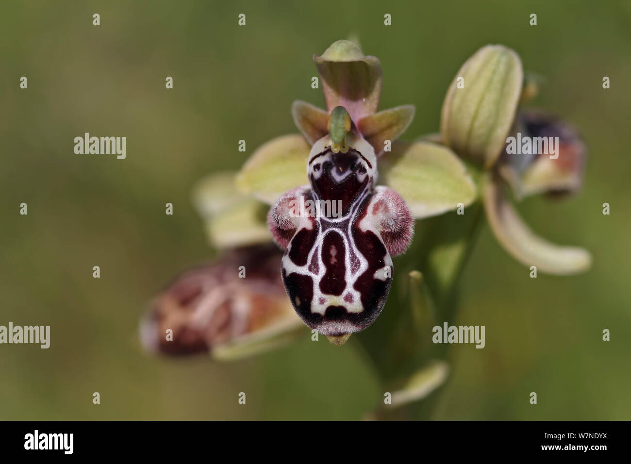 Orchid cyprus hi-res stock photography and images - Alamy