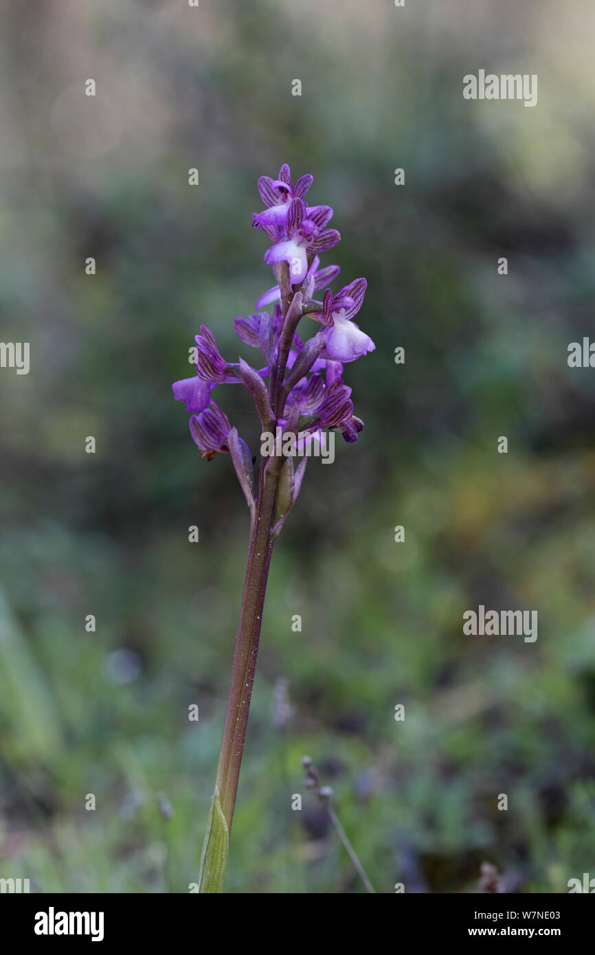 Purple flowers of cyprus hi-res stock photography and images - Alamy