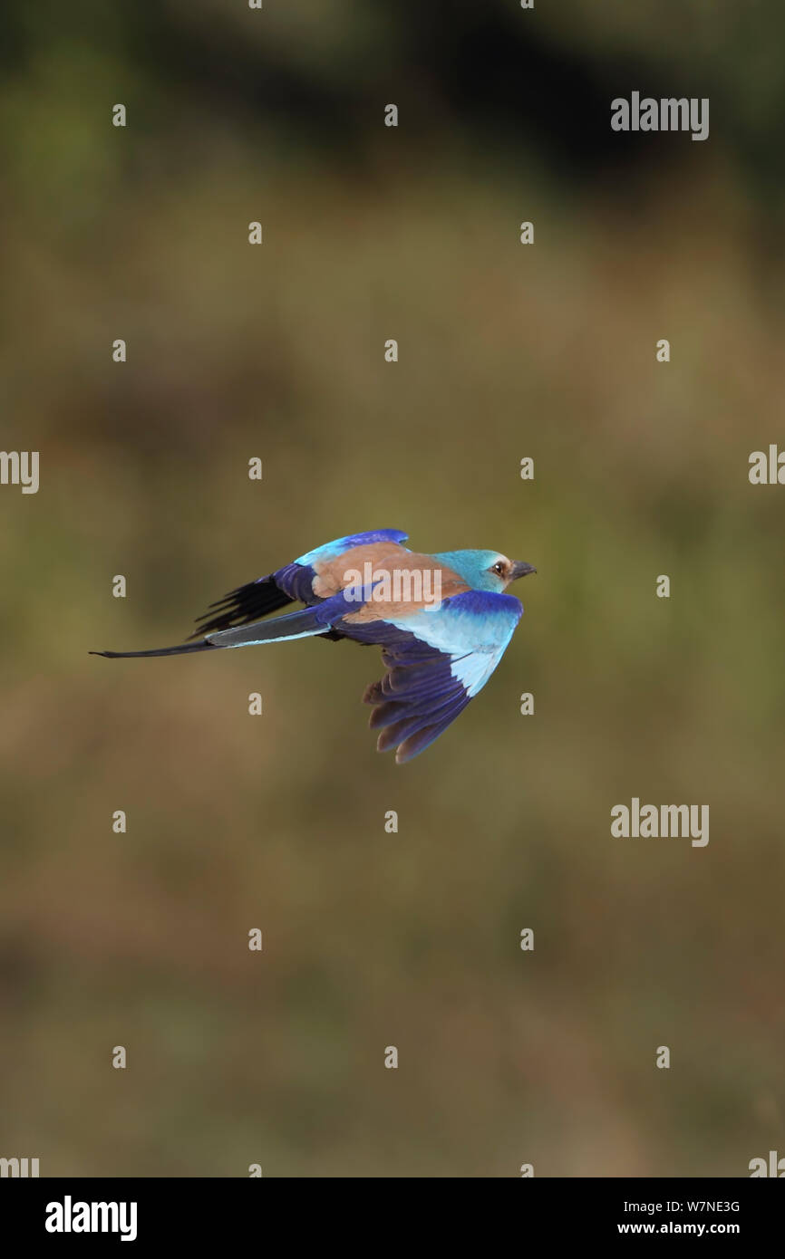 Division flight hi-res stock photography and images - Alamy