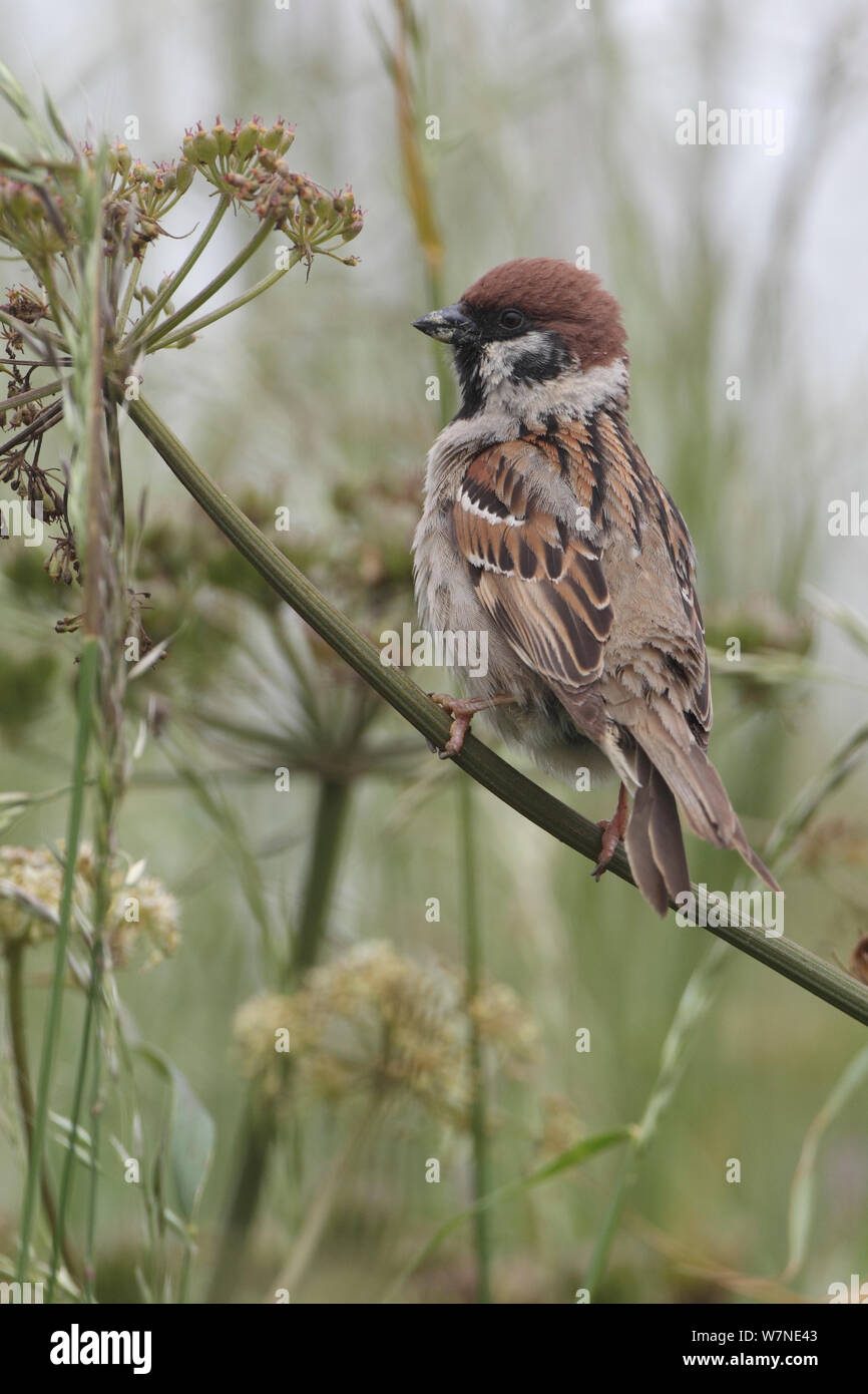 Uk sparrows hi-res stock photography and images - Alamy