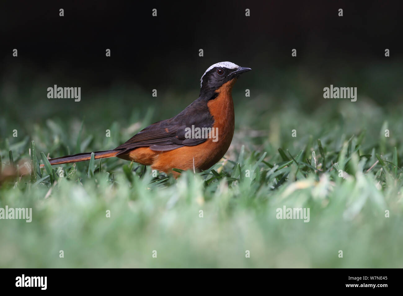 White crowned Robin chat (Cossypha albicapilla) Gambia, March Stock ...