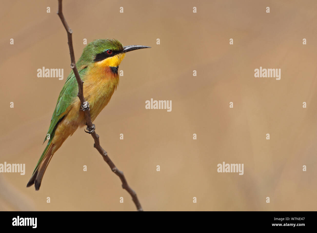 Little Bee-eater (Merops pusillus) Western Division, Gambia, February ...
