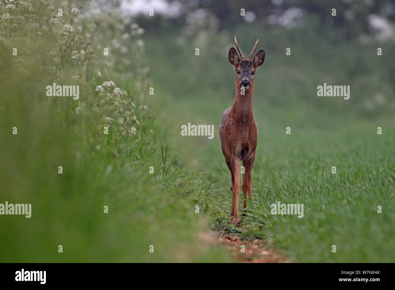 Roe deer uk hi-res stock photography and images - Alamy