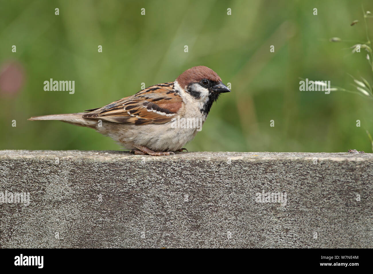 Uk sparrows hi-res stock photography and images - Alamy