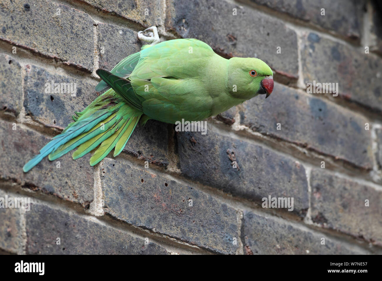 Parakeets london hi-res stock photography and images - Alamy