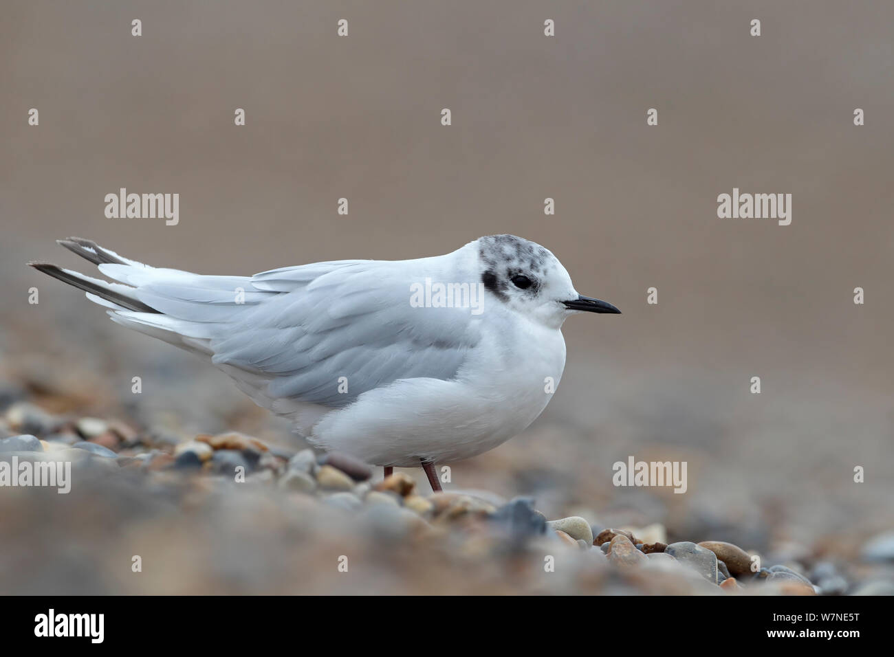Little Gull (Hydrocoloeus minutus) on beach, Norfolk, UK July Stock ...
