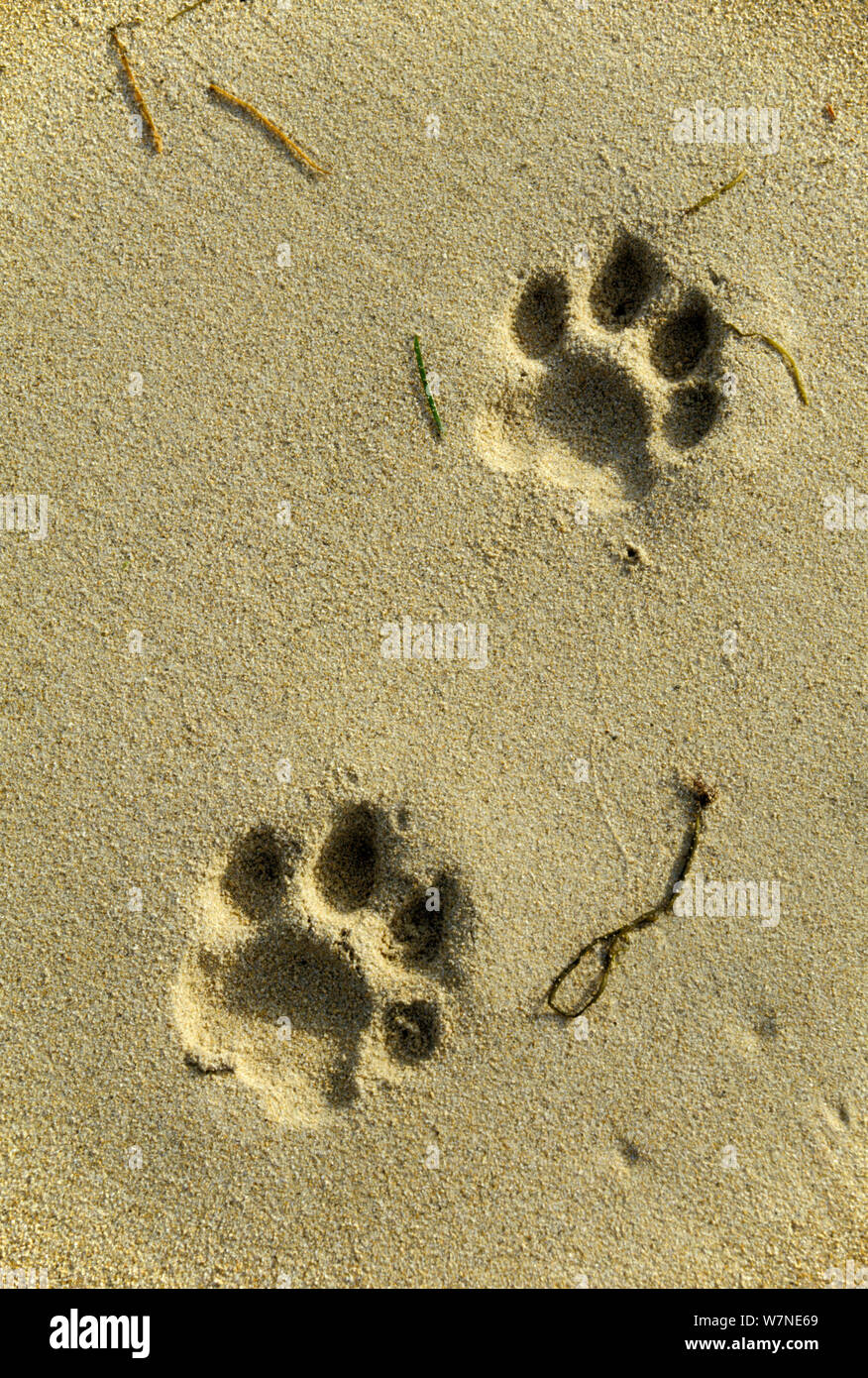 Footprints of an Amur / Siberian tiger (Panthera tigris altaica) in ...