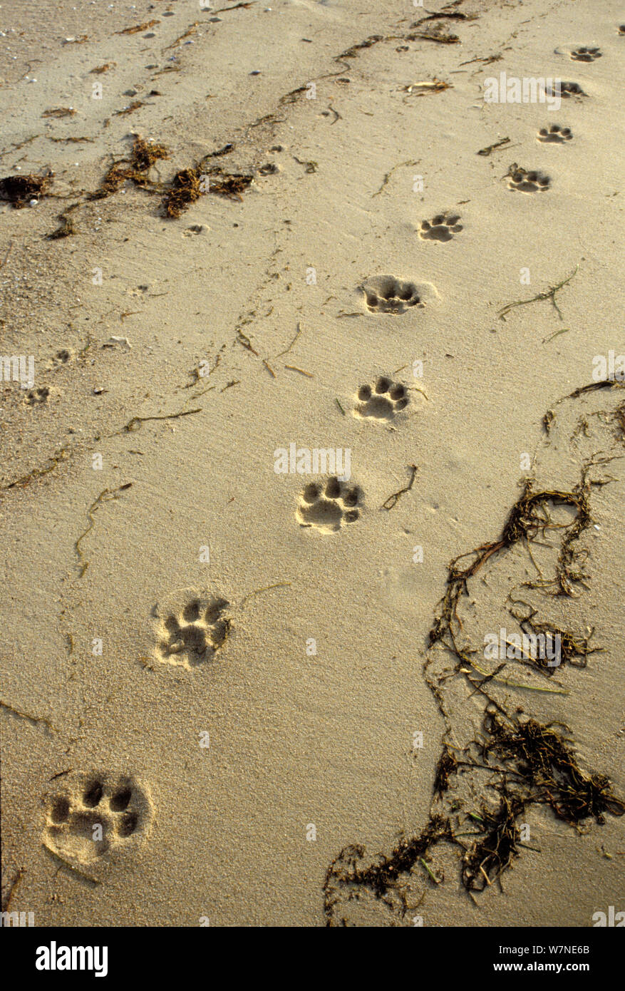 Footprints of an Amur / Siberian tiger (Panthera tigris altaica) in ...
