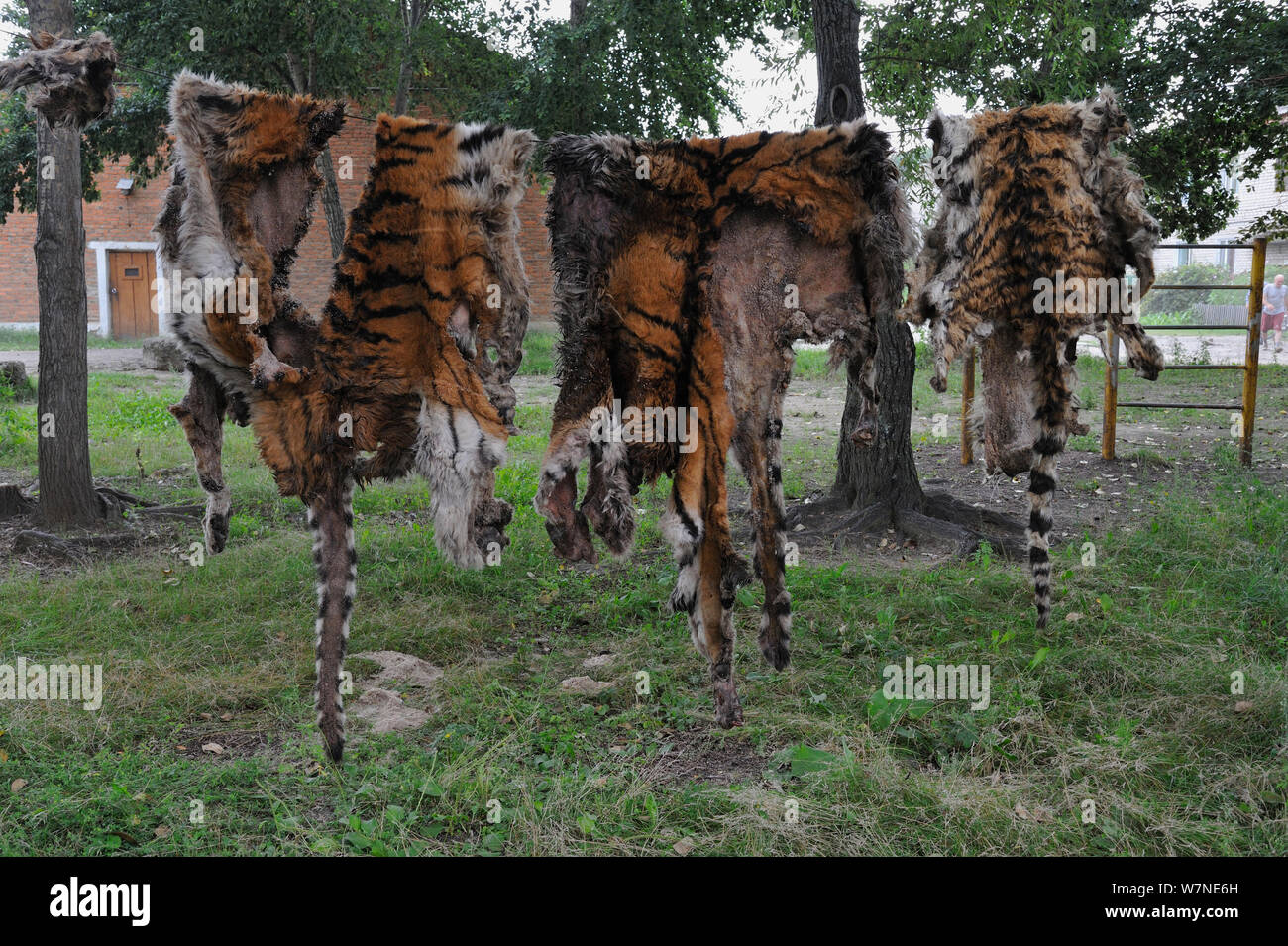 Skins of big cats hi-res stock photography and images - Alamy