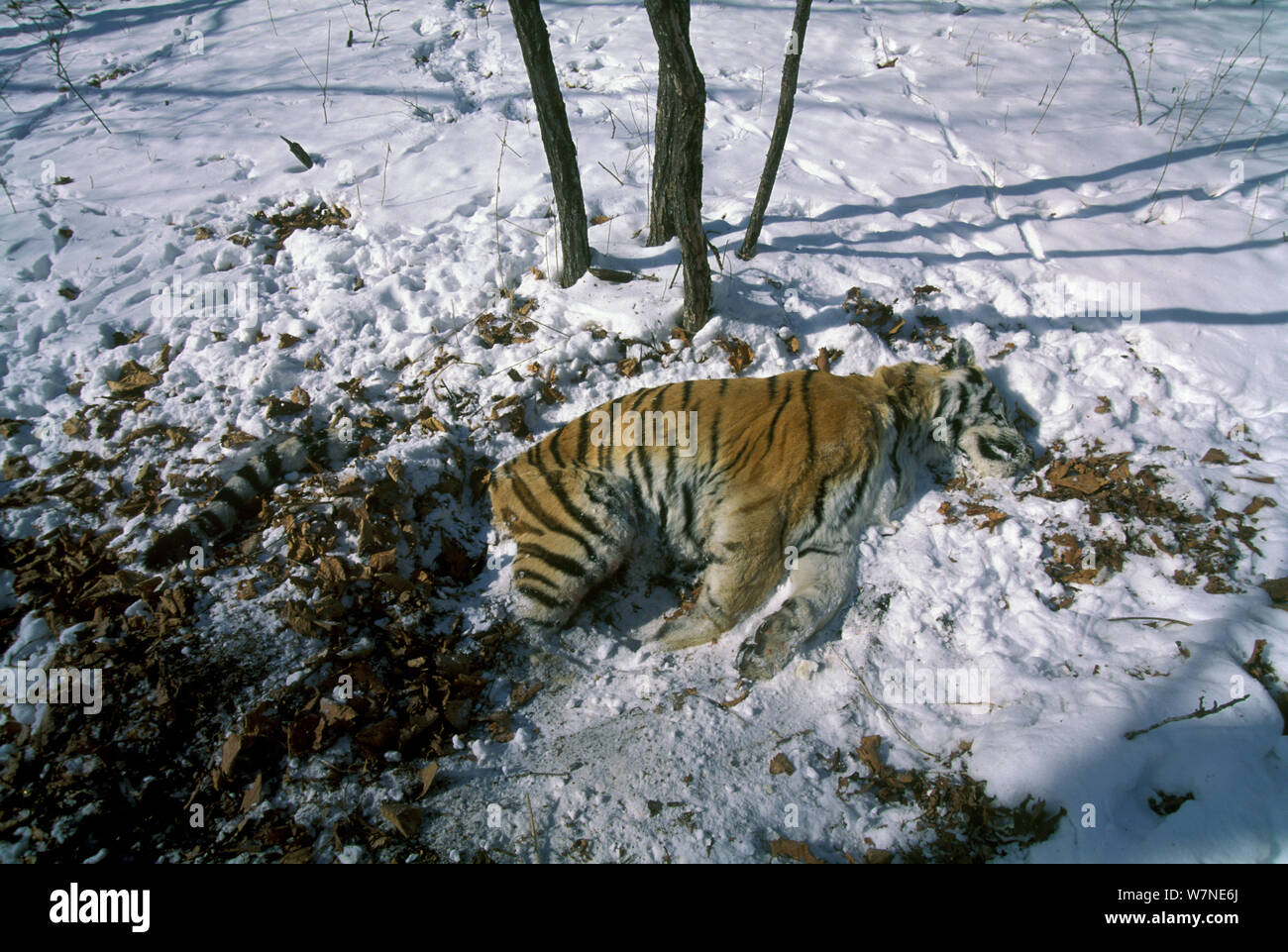 Dead male Amur / Siberian tiger alongside a road after being hit by a ...