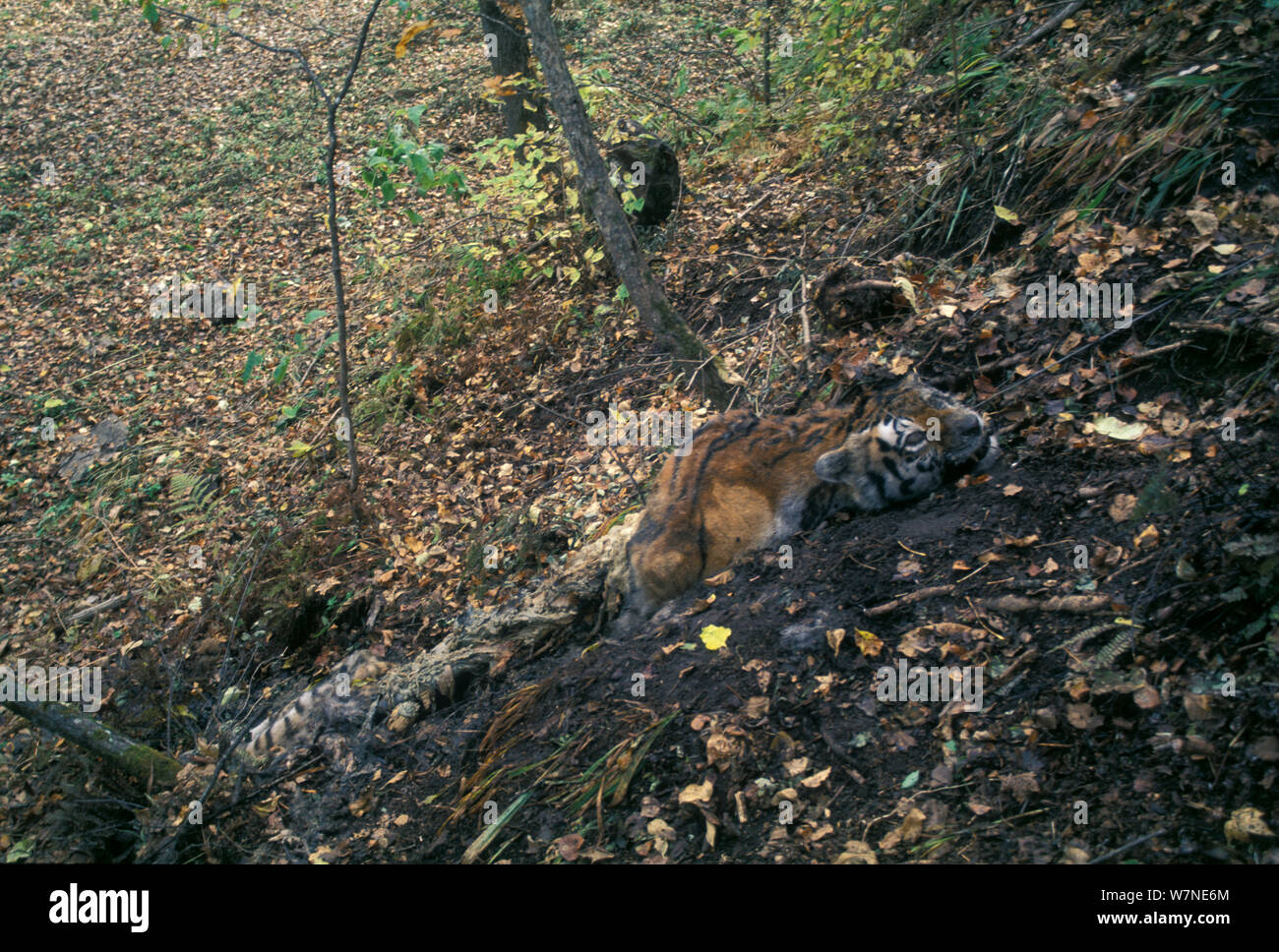 Dead female Amur / Siberian tiger (Panthera tigris altaica) caught in a ...
