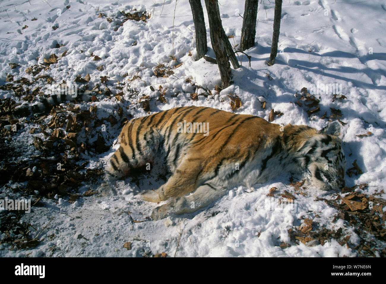 Lorry death hi-res stock photography and images - Alamy