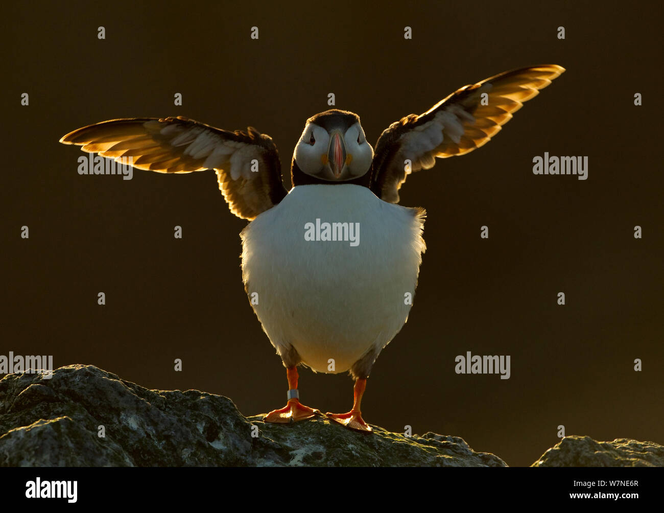 Atlantic puffin (Fratercula arctica) stretching its wings on a cliff ...