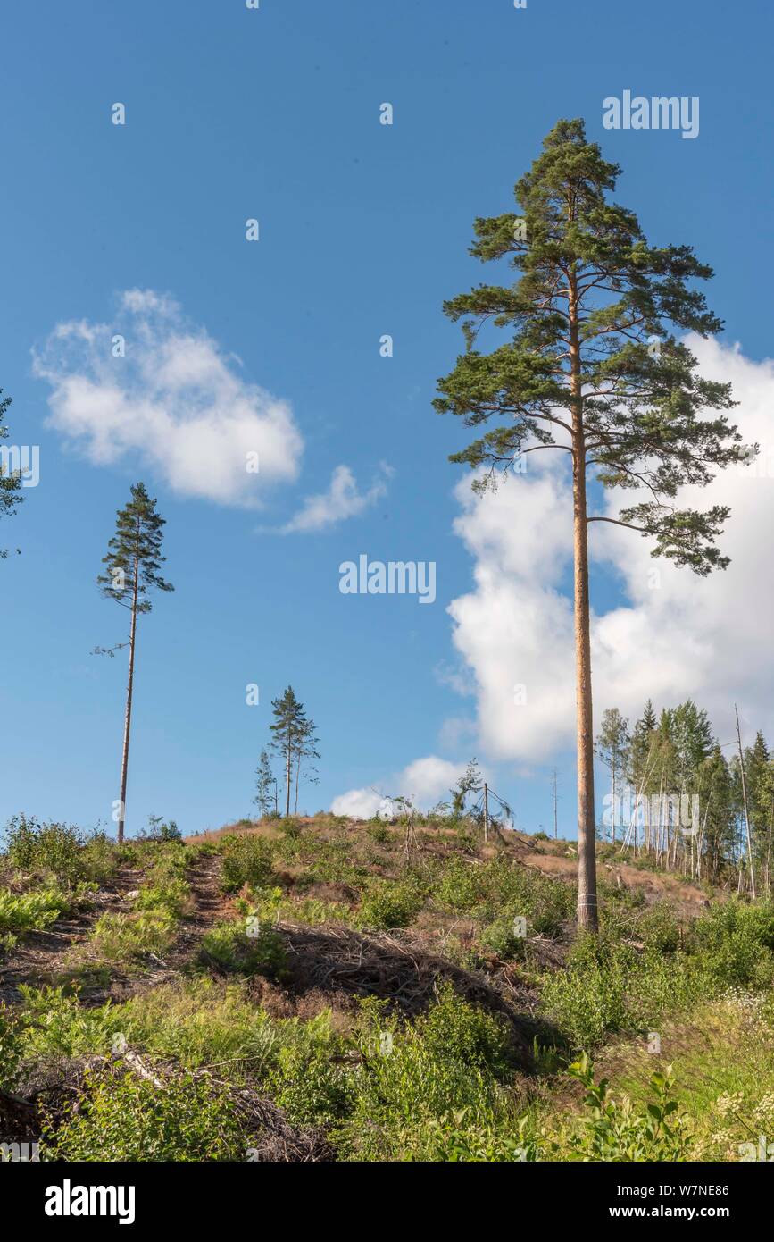 Clear cut forest hi-res stock photography and images - Alamy