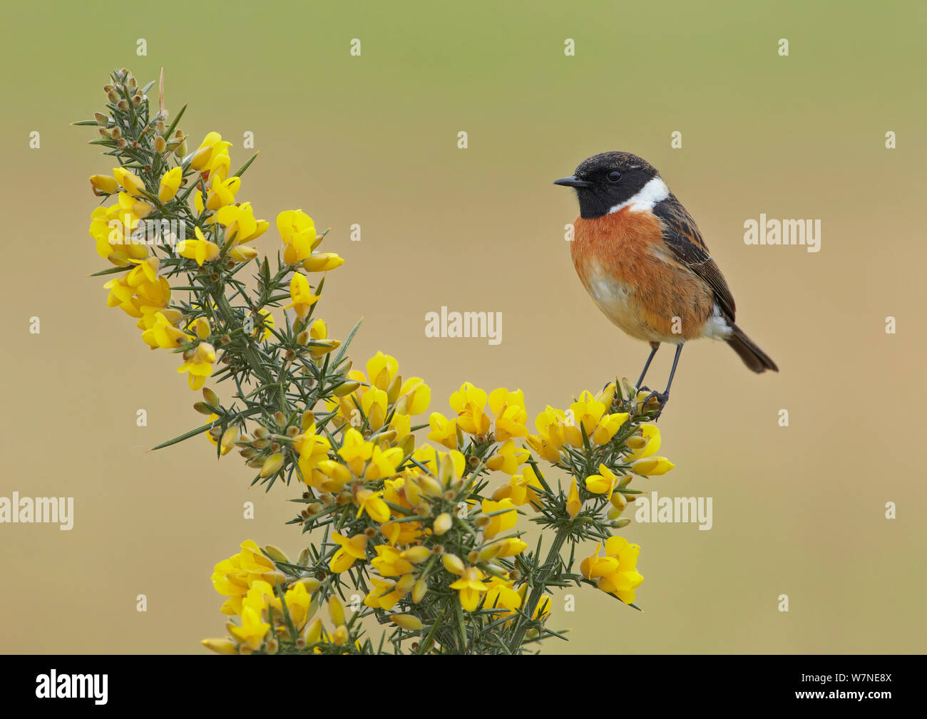 Stonechats wales hi-res stock photography and images - Alamy