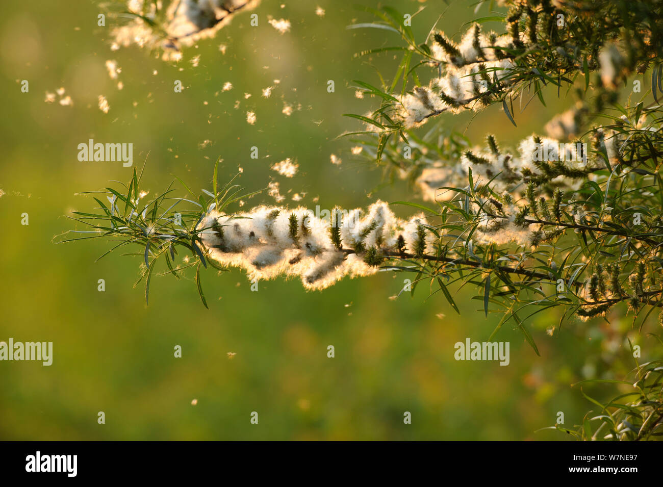 Water seed dispersal hi-res stock photography and images - Alamy