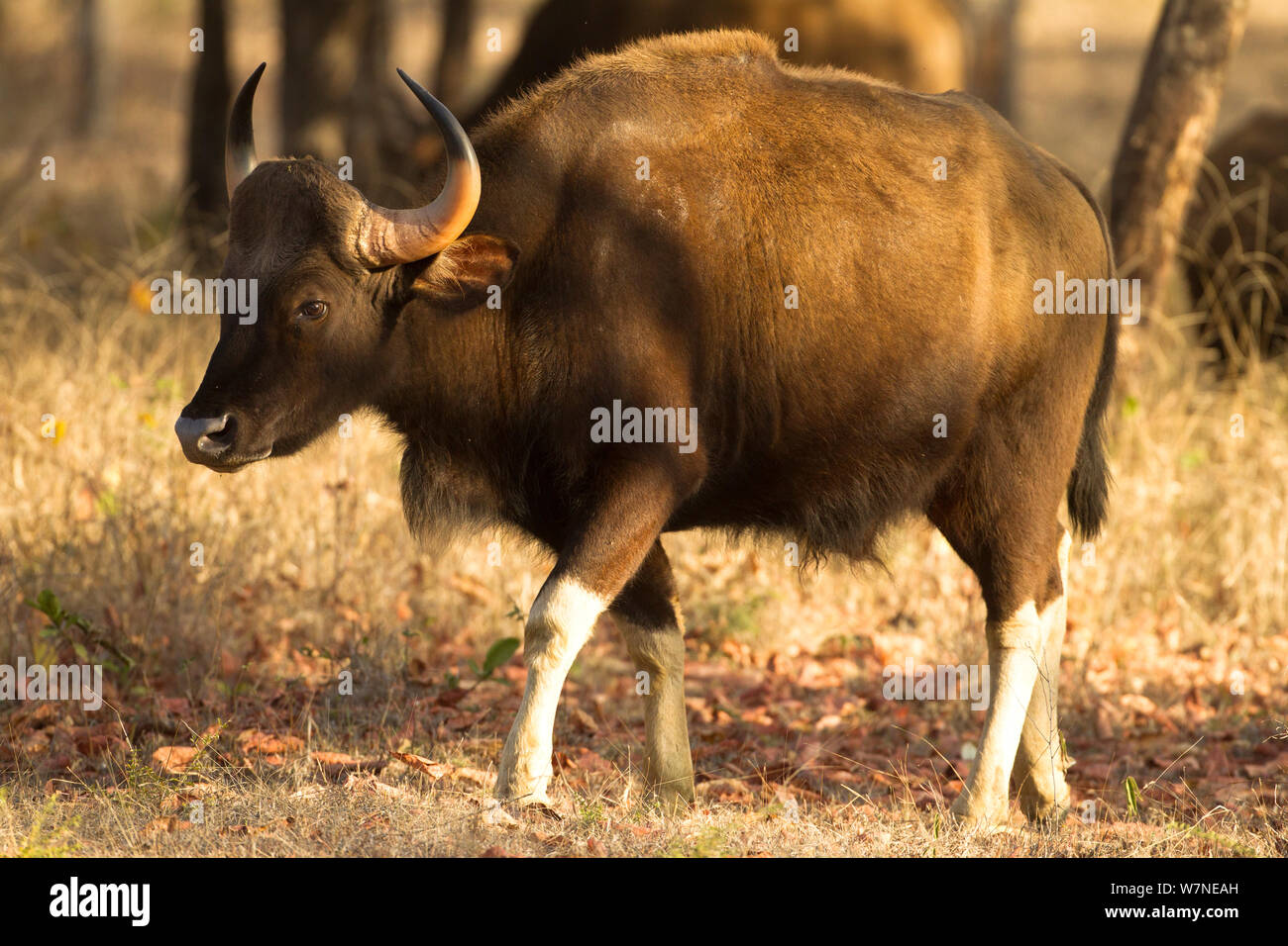 Wild Gaur / Indian bison (Bos gaurus) young male portrait, Satpura ...