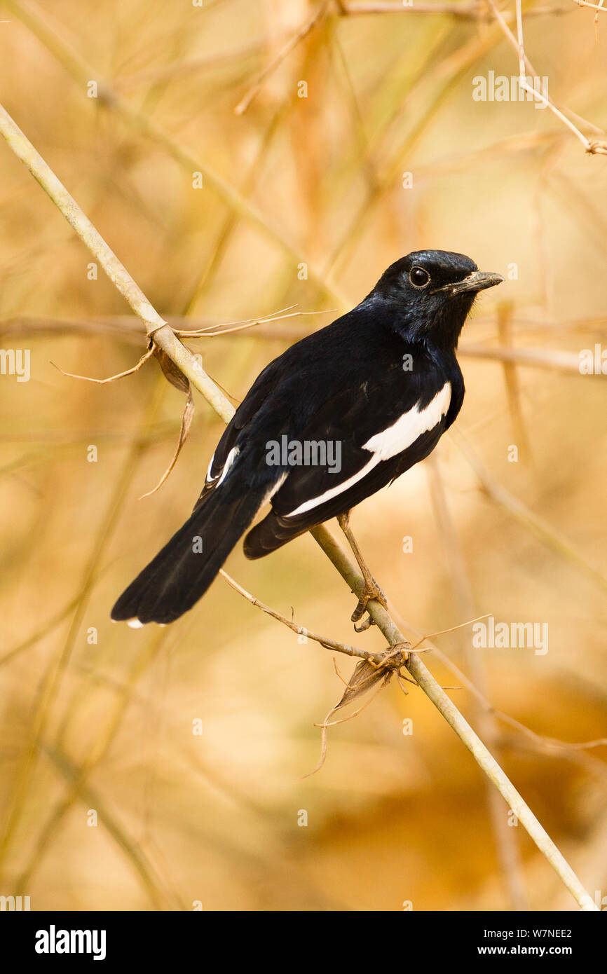 Copsychus cebuensis hi-res stock photography and images - Alamy