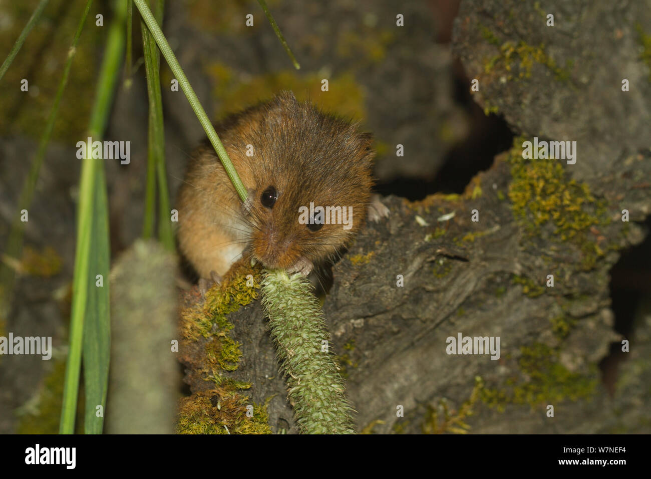 Harvest mouse (Micromys minutus) feeding, captive Stock Photo - Alamy