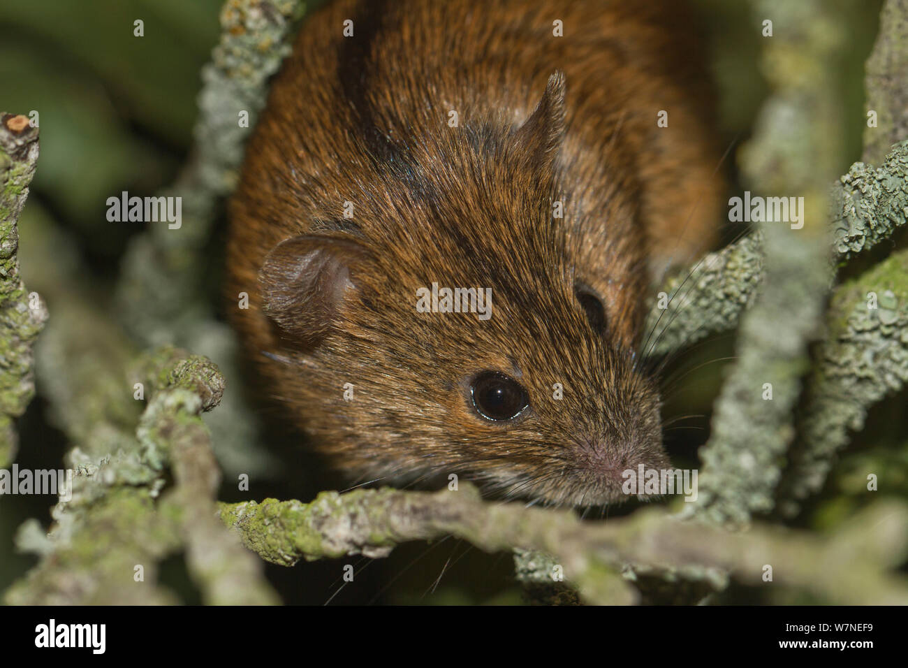 Striped field mice hi-res stock photography and images - Alamy
