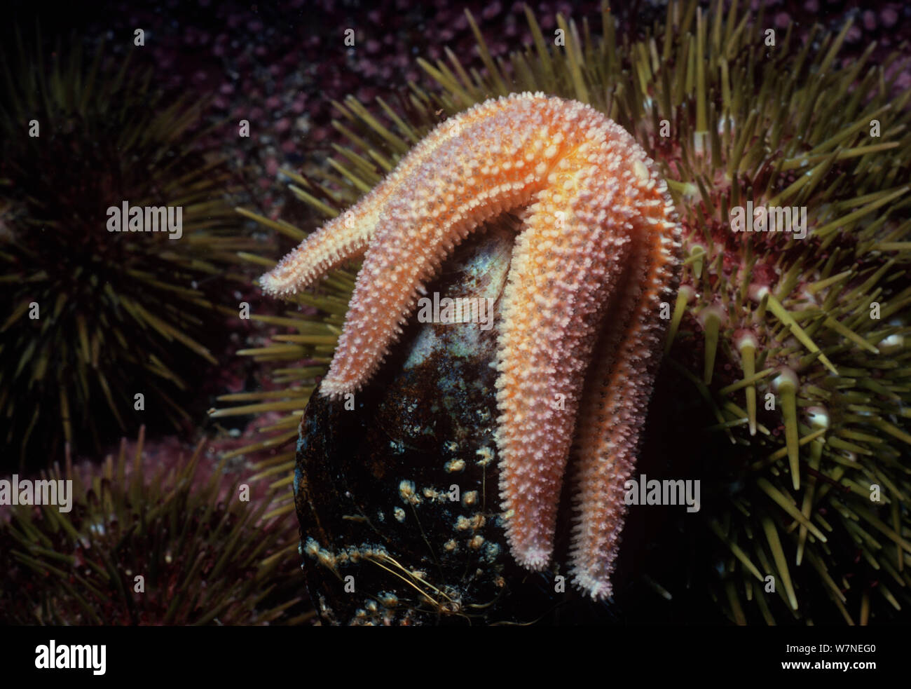Northern Sea Star (Asterias vulgaris) opens a mussel. Gloucester, MA ...