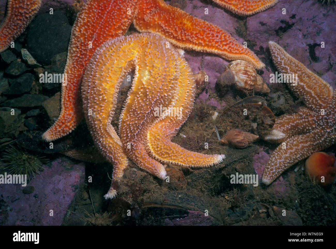 Forbes sea stars hi-res stock photography and images - Alamy