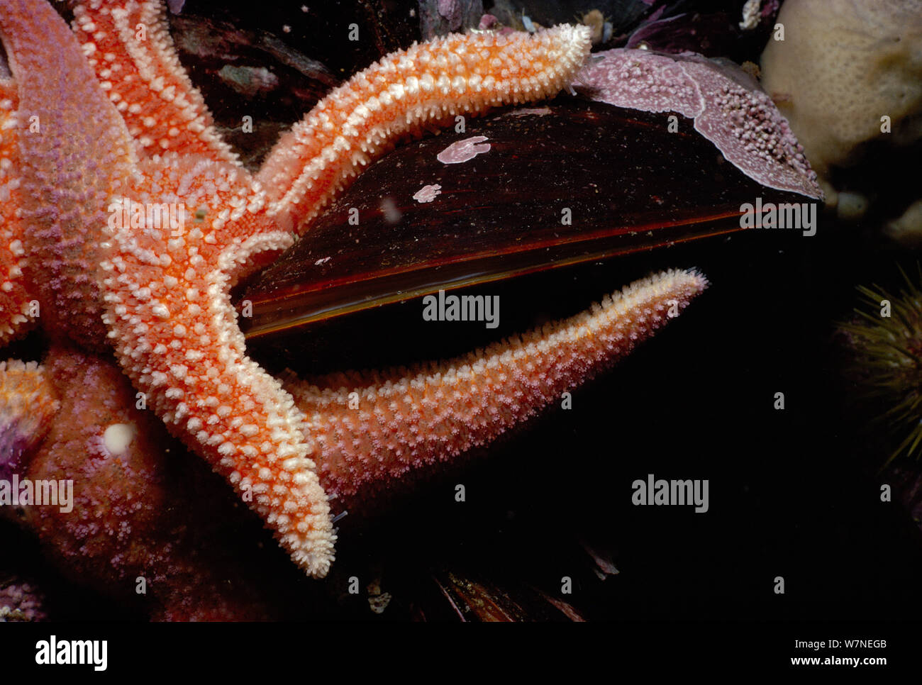 New england starfish hi-res stock photography and images - Alamy