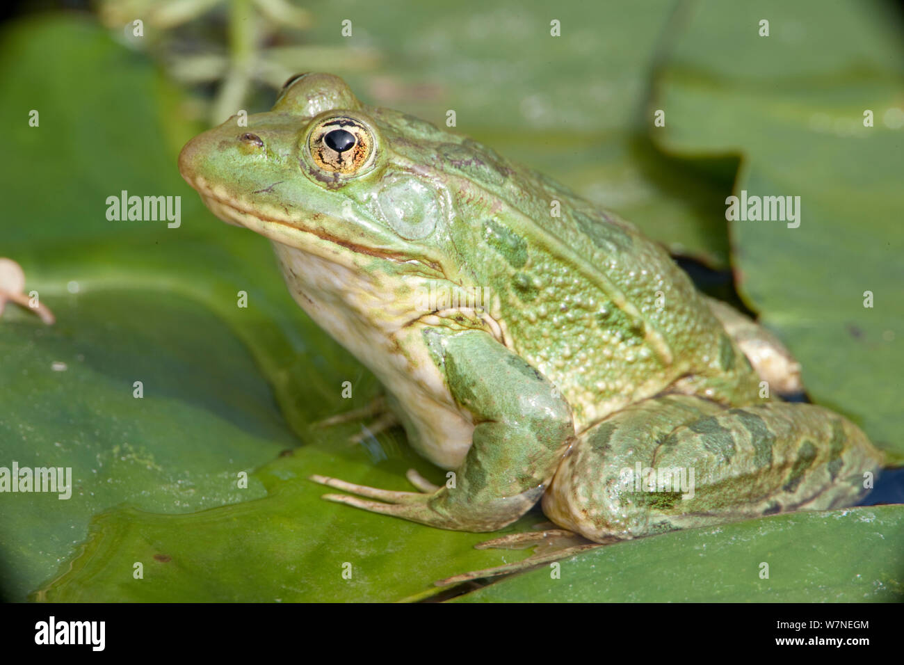 Chiricahua leopard frog rana chiricahuensis hi-res stock photography and images - Alamy