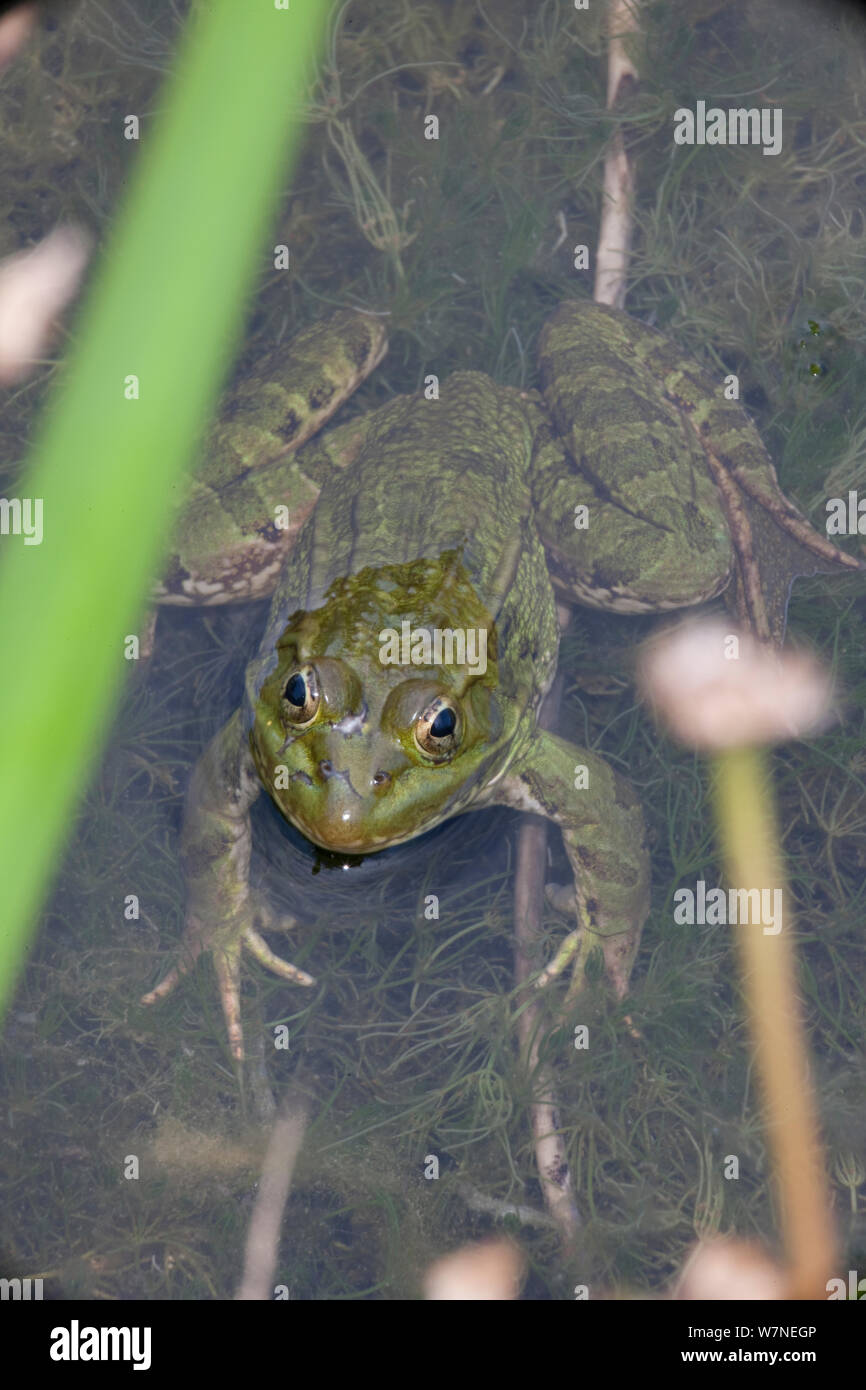 Chiricahua Leopard Frog (Rana chiricahuensis) also known as Ramsey Canyon Leopard Frog (Rana ...