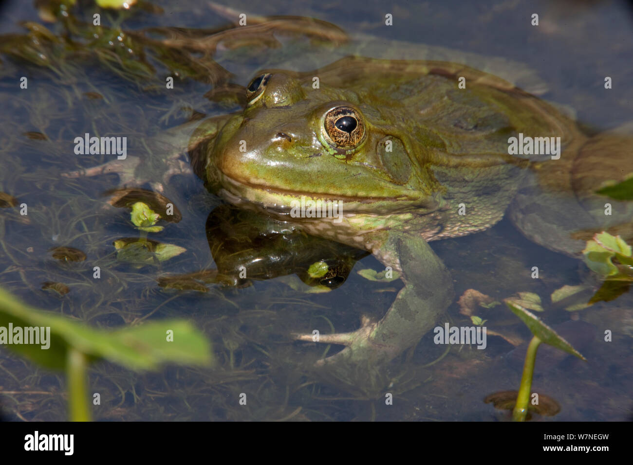 Chiricahua Leopard Frog (Rana chiricahuensis) also known as Ramsey Canyon Leopard Frog (Rana ...