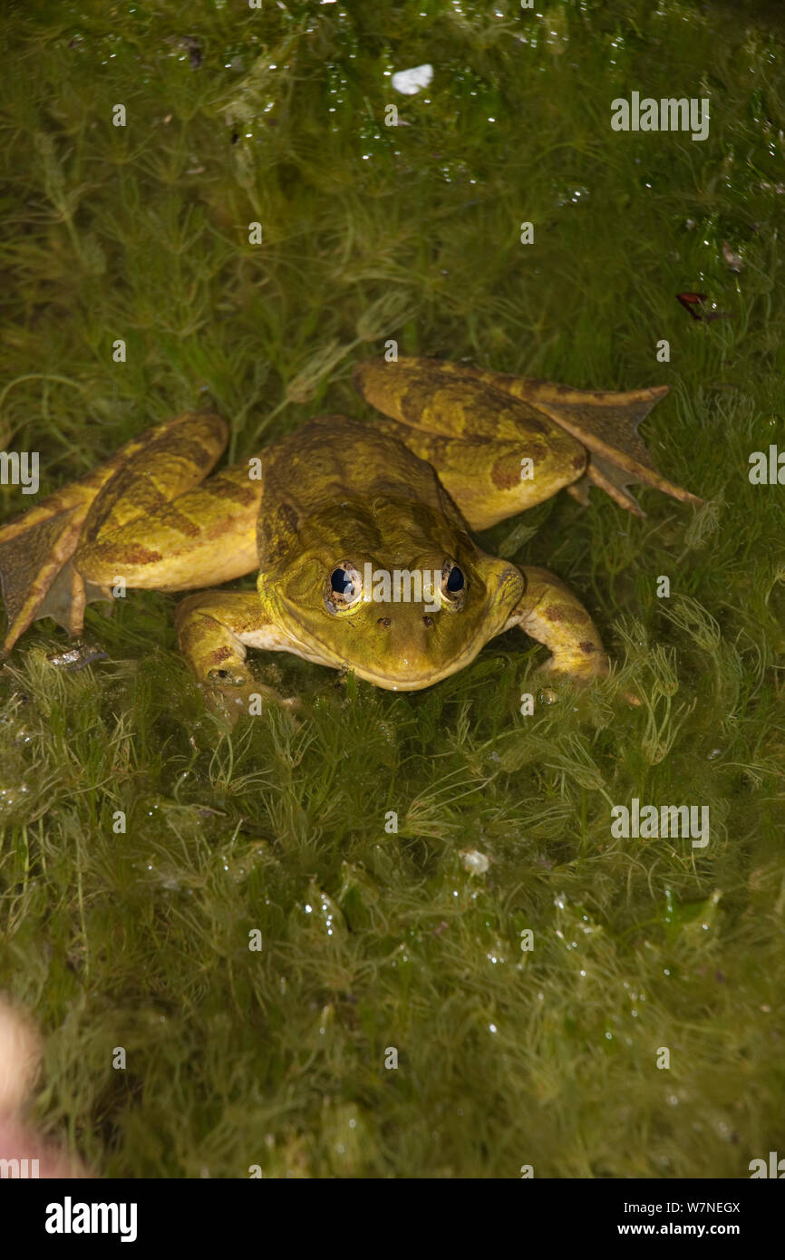 Chiricahua Leopard Frog (Rana chiricahuensis) also known as Ramsey Canyon Leopard Frog (Rana ...