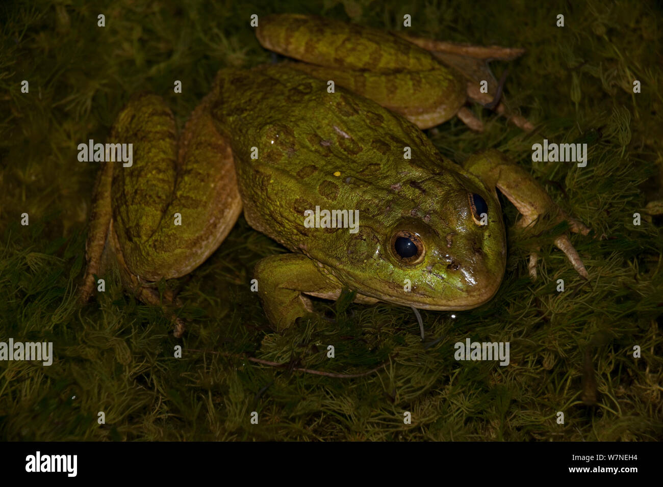 Chiricahua Leopard Frog (Rana chiricahuensis) also known as Ramsey Canyon Leopard Frog (Rana ...